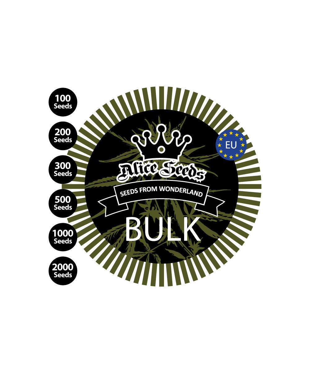 Critical x Dosidos - Feminized BULK